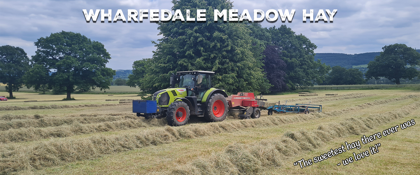 Hay, Forage & Botanicals for Rabbits, Guinea Pigs, other Rodents ...