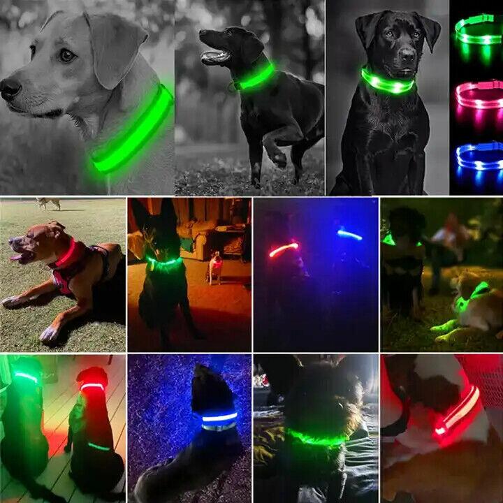 dog lights uk