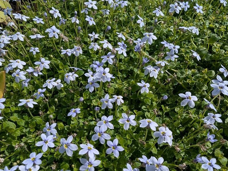 Buy Pratia pedunculata from Shire Plants