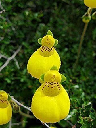 Shire Plants - Rare, Unusual and Heritage Plants