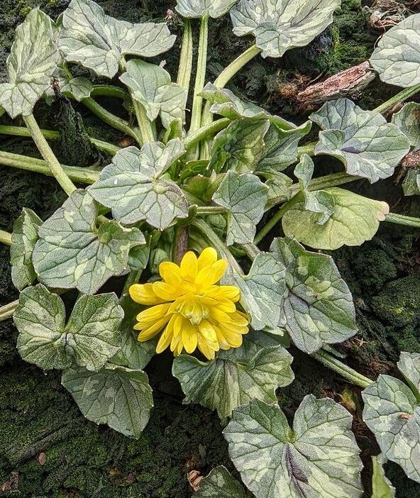 Buy Ficaria verna ‘Quillet’ from Shire Plants