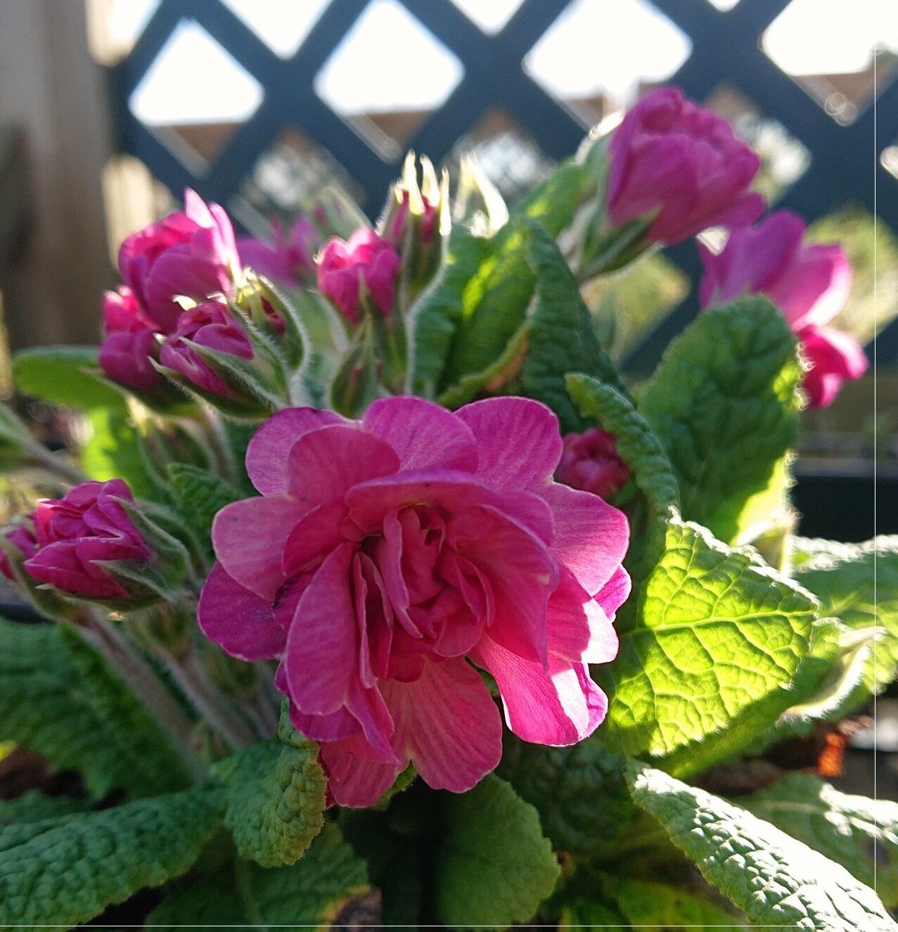 Buy Primula vulgaris 'Pink Star' from Shire Plants