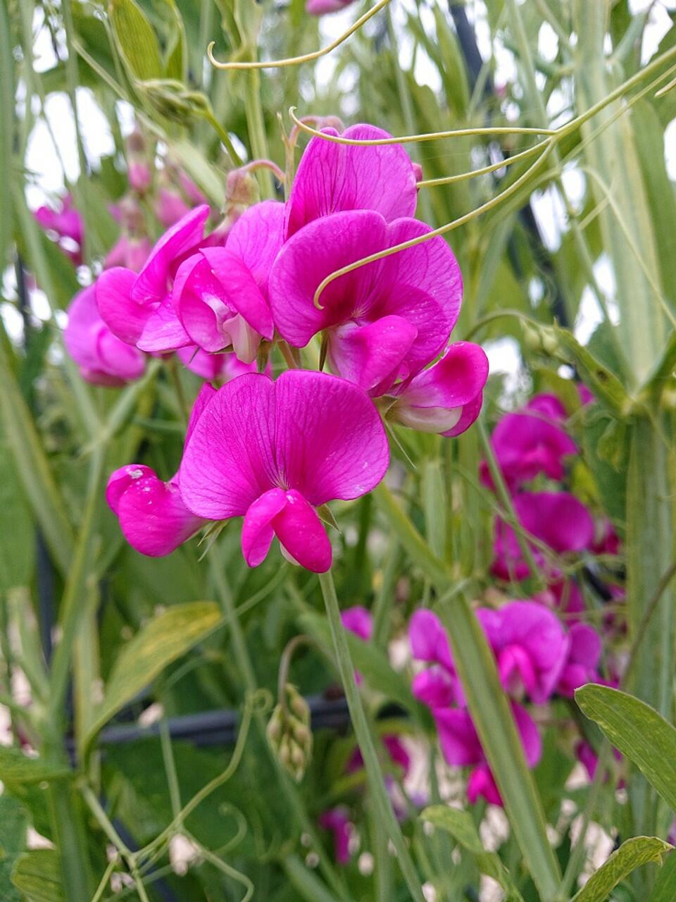 Spotlight on: Everlasting Sweet Peas