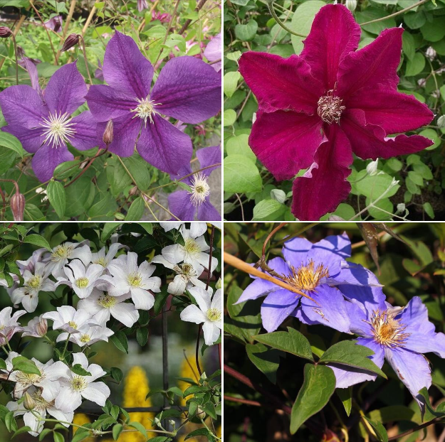 Shire Plants - Rare, Unusual and Heritage Plants