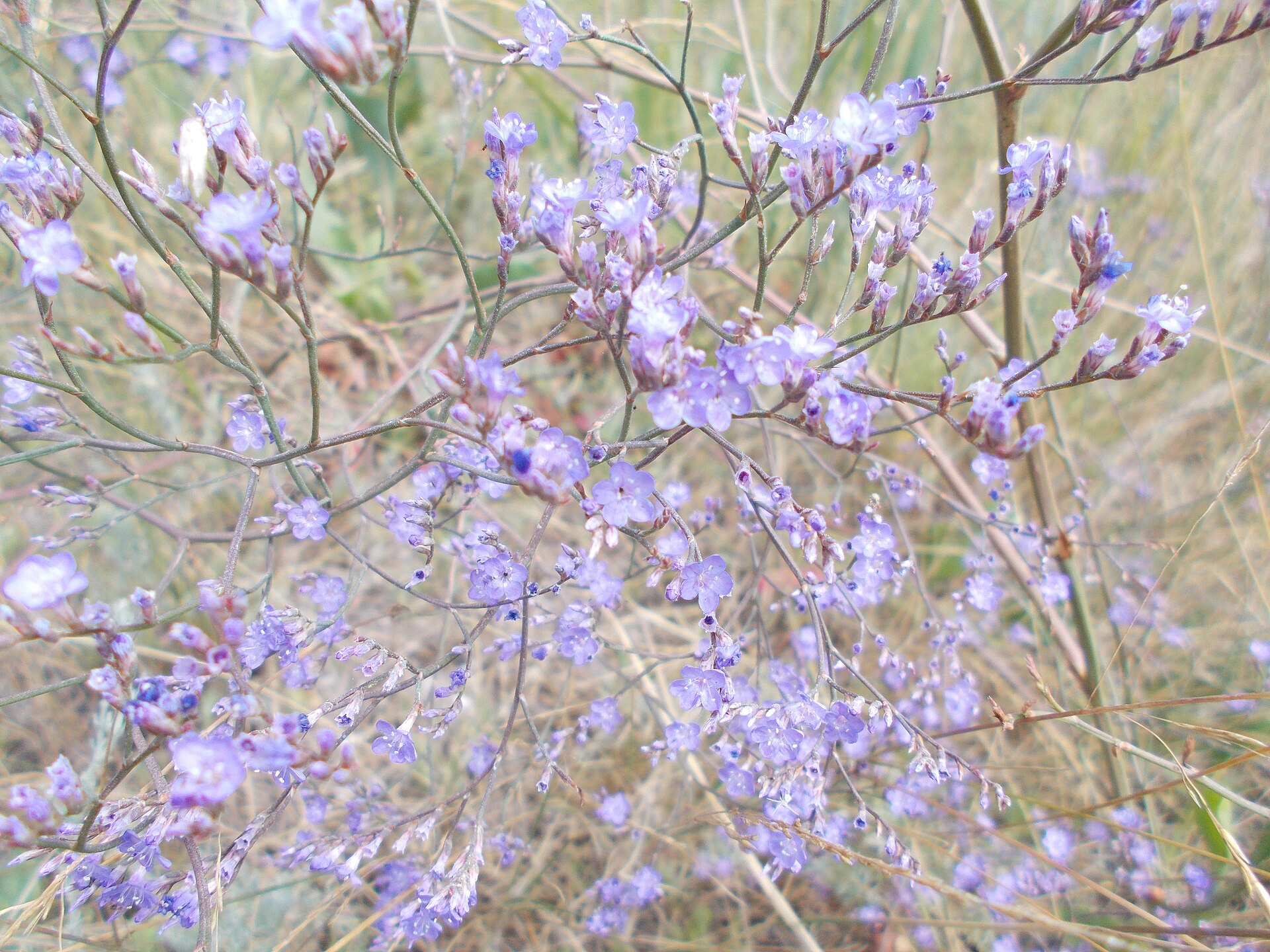 Buy Limonium platyphyllum (Florist's Sea Lavender) from Shire Plants