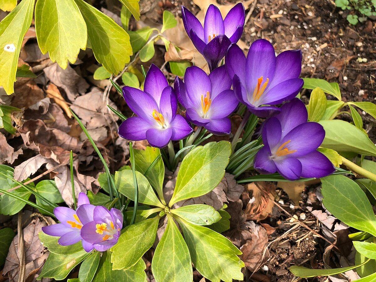 Crocus tommasinianus 'Ruby Giant' (Giant Ruby Crocus)