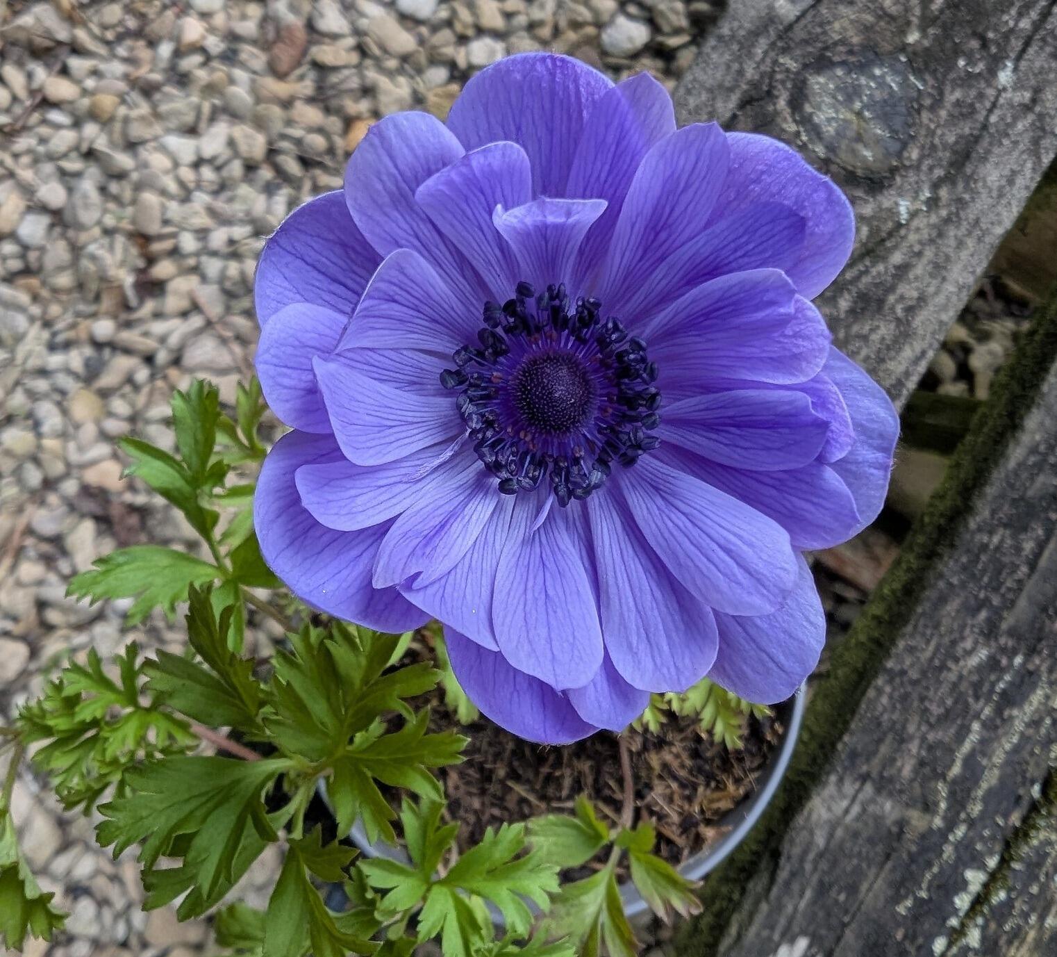 Buy Anemone coronaria (De Caen Group) 'Mister Fokker' (Poppy-flowered ...