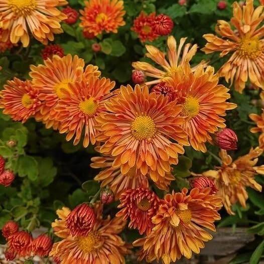 Shire Plants - Rare, Unusual and Heritage Plants