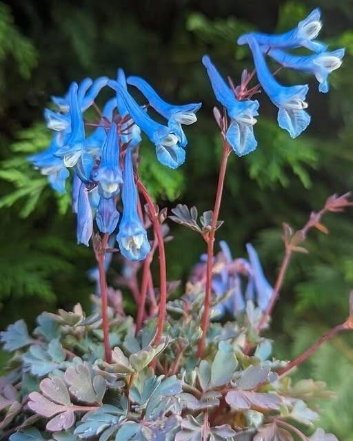 Shire Plants - Rare, Unusual and Heritage Plants