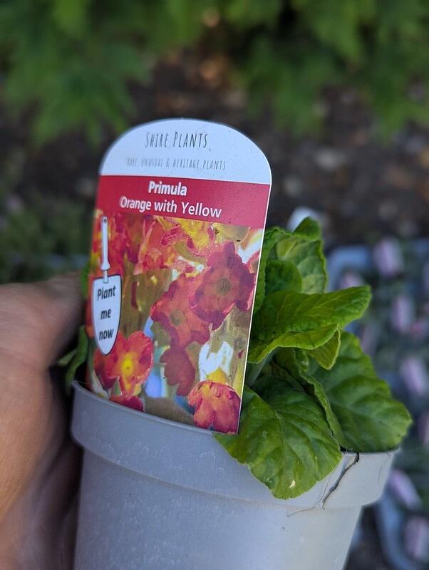 Buy Primula veris 'Orange with Yellow' (Orange Cowslip) from Shire Plants