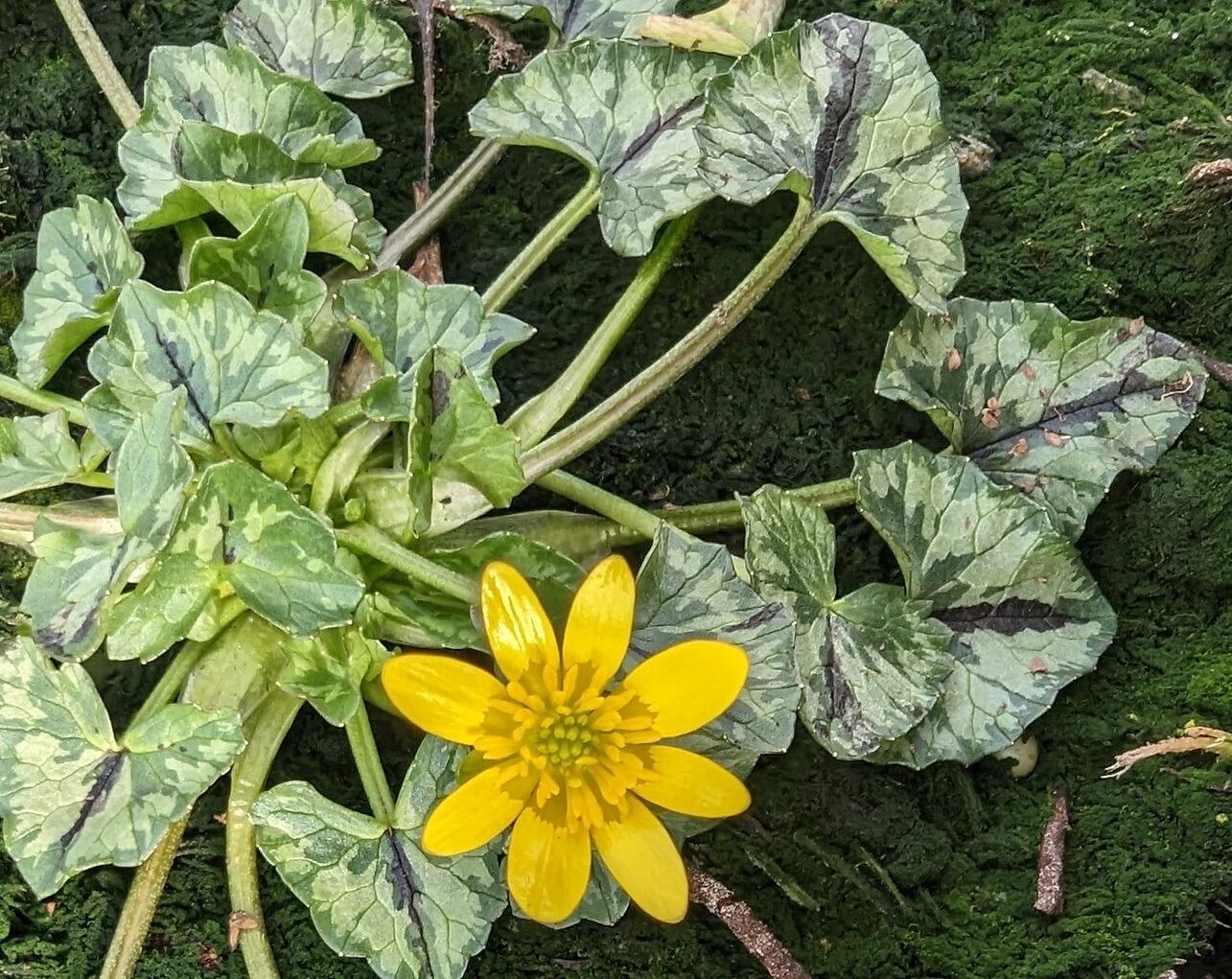 Buy Ficaria verna 'Silver Brambling' (Celandine) from Shire Plants