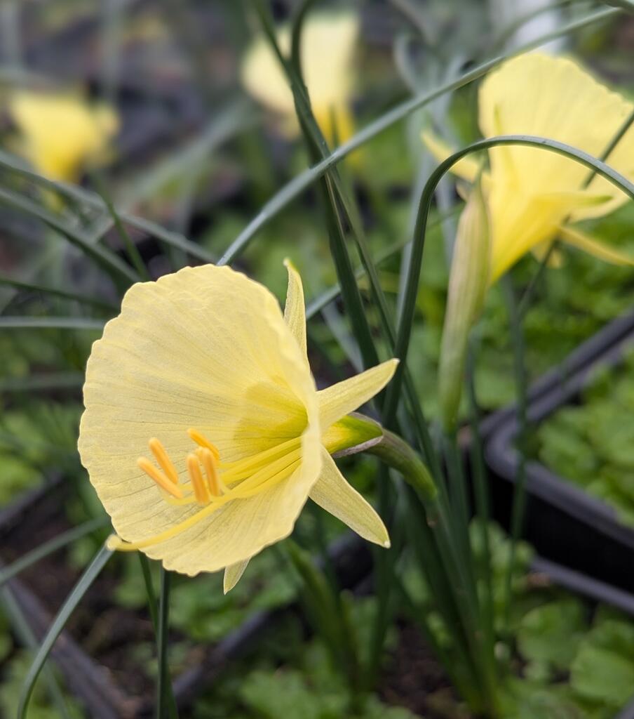 Shire Plants - Rare, Unusual and Heritage Plants