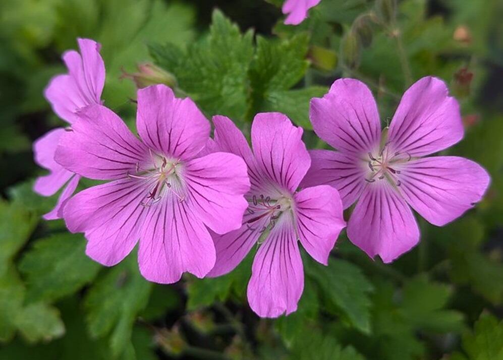 Hardy Geraniums