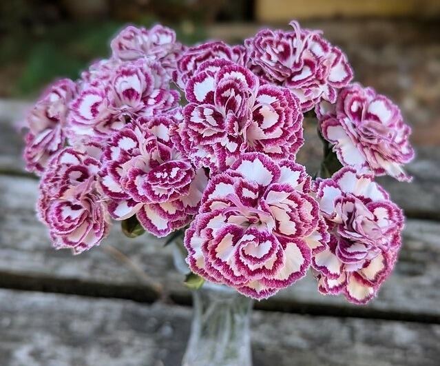 Shire Plants - Rare, Unusual and Heritage Plants