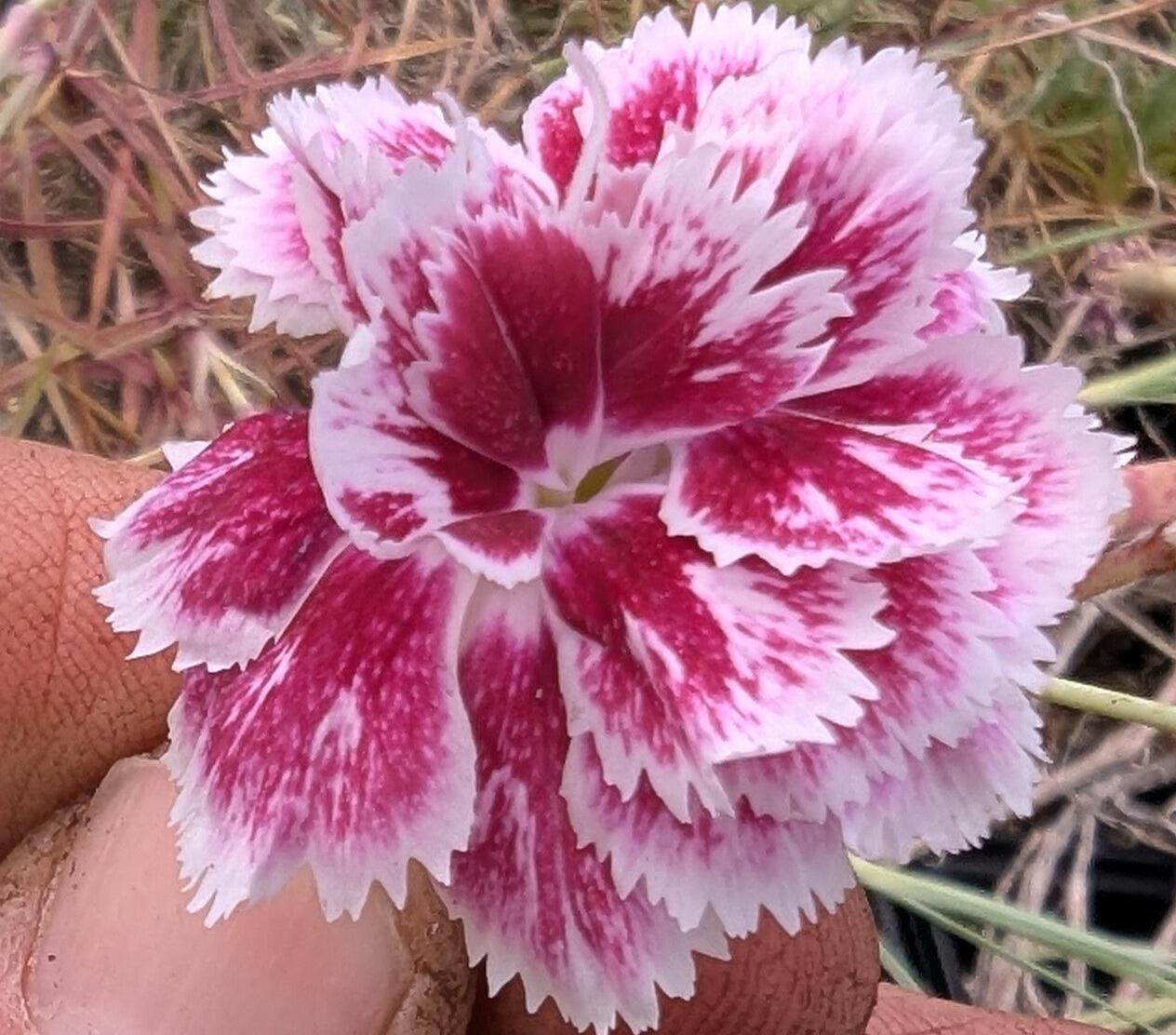 Buy Dianthus 'Moortown Plume' from Shire Plants