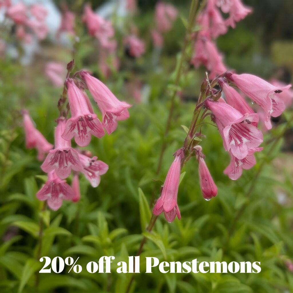 Shire Plants - Rare, Unusual and Heritage Plants