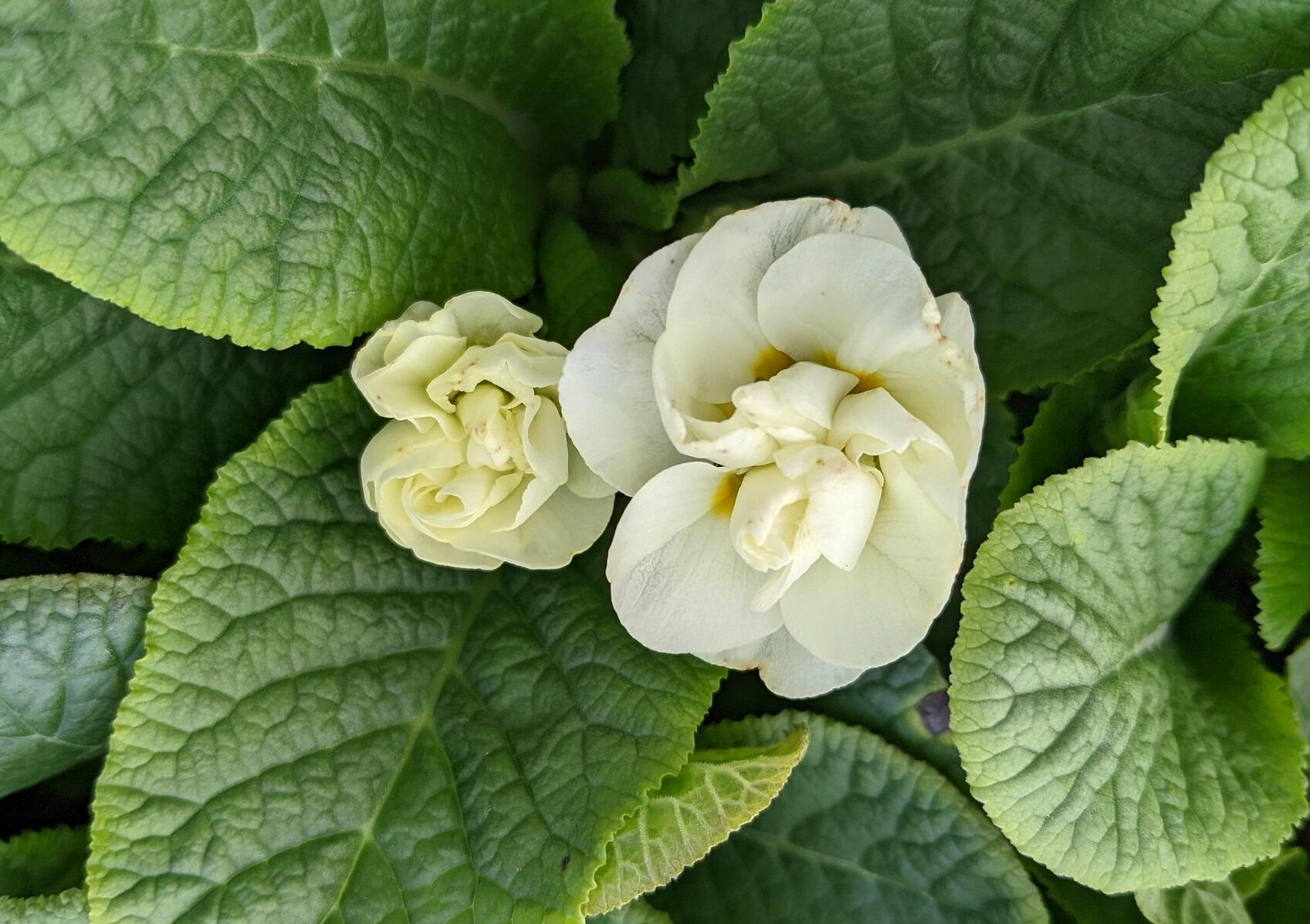 Buy Primula 'Rubens Cream' from Shire Plants