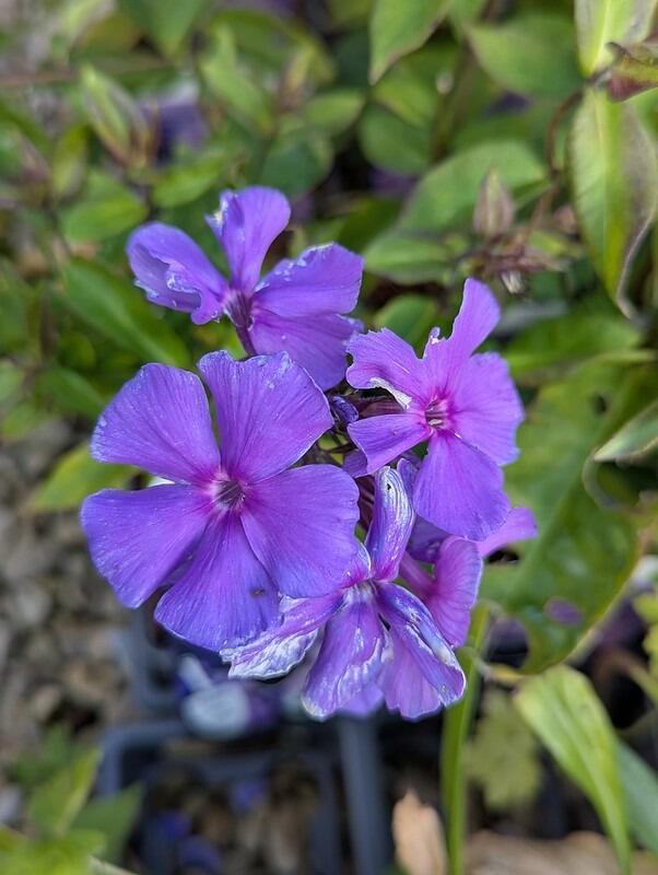 Buy Phlox paniculata 'Blue Paradise' from Shire Plants