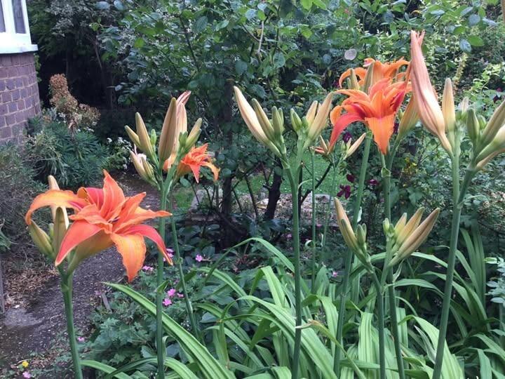 Shire Plants - Rare, Unusual and Heritage Plants