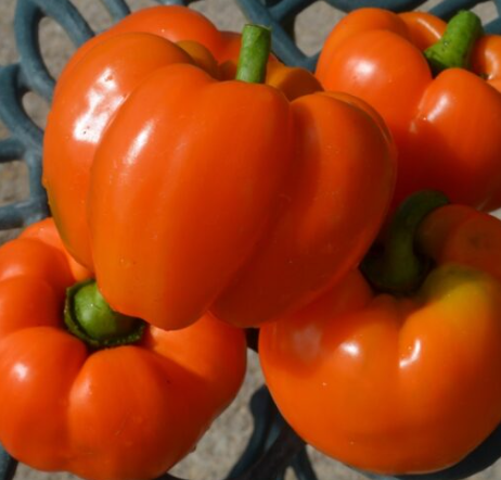 Sweet Pepper Ilyn