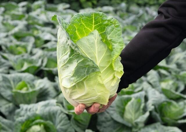 Cabbage Duncan