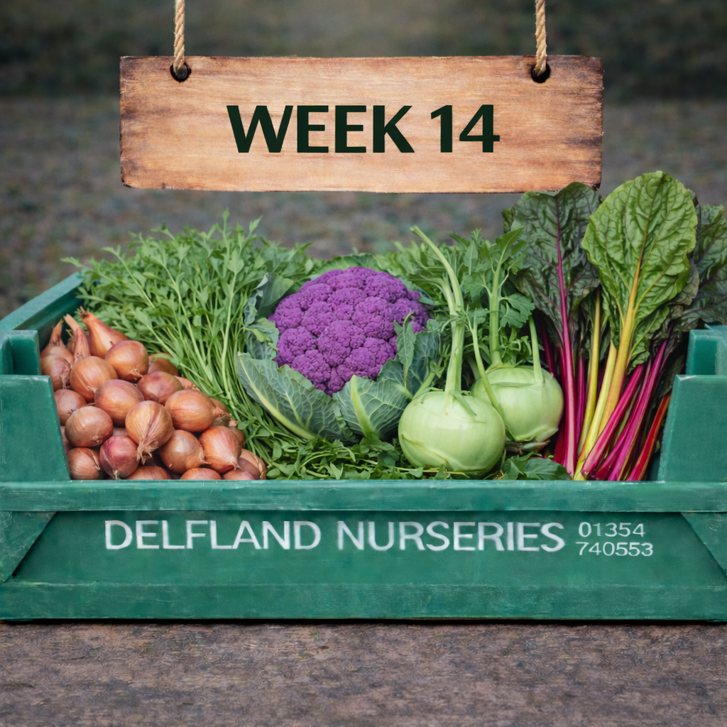 Week 14