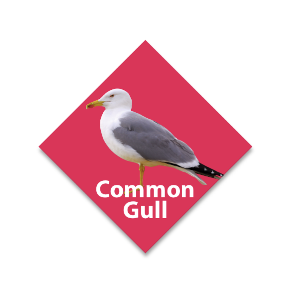 Diamond Bird Signs