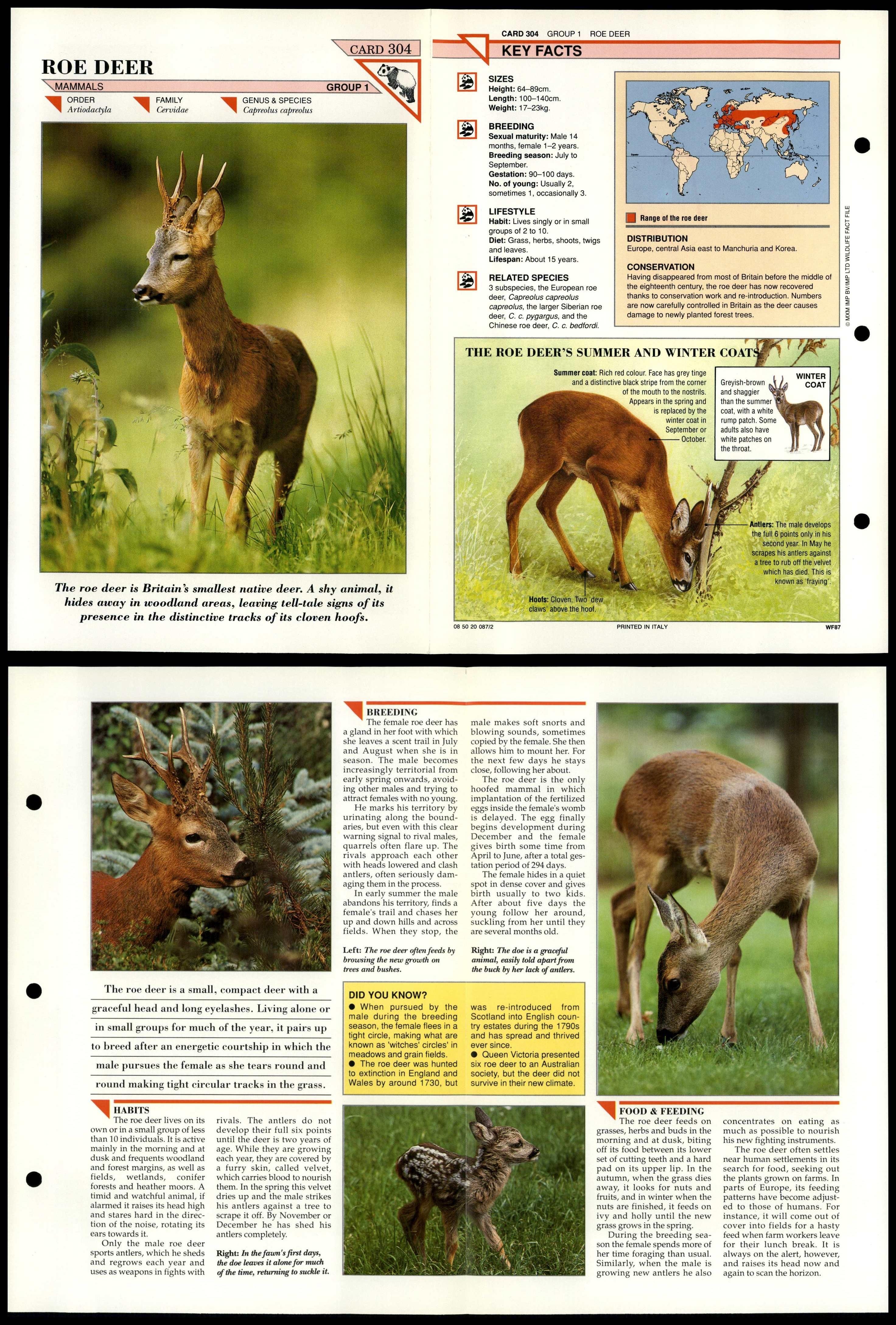 Roe Deer #304 Mammals Wildlife Fact File Fold-Out Card
