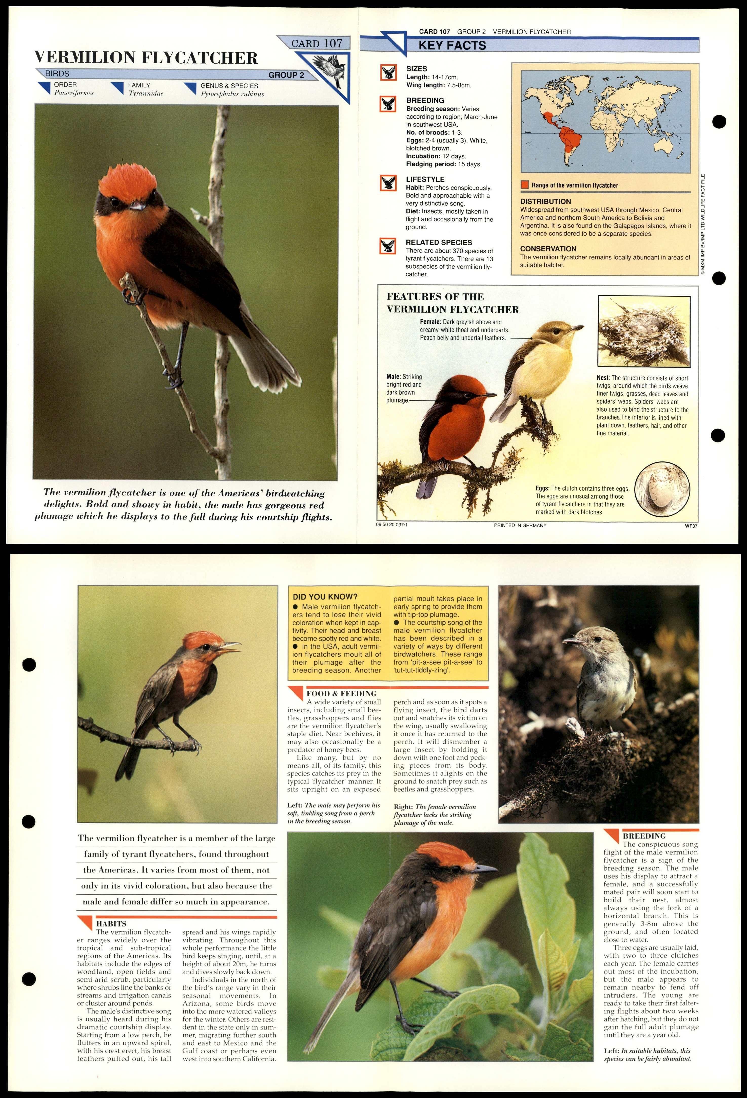 Vermillion Flycatcher #107 Birds Wildlife Fact File Fold-Out Card