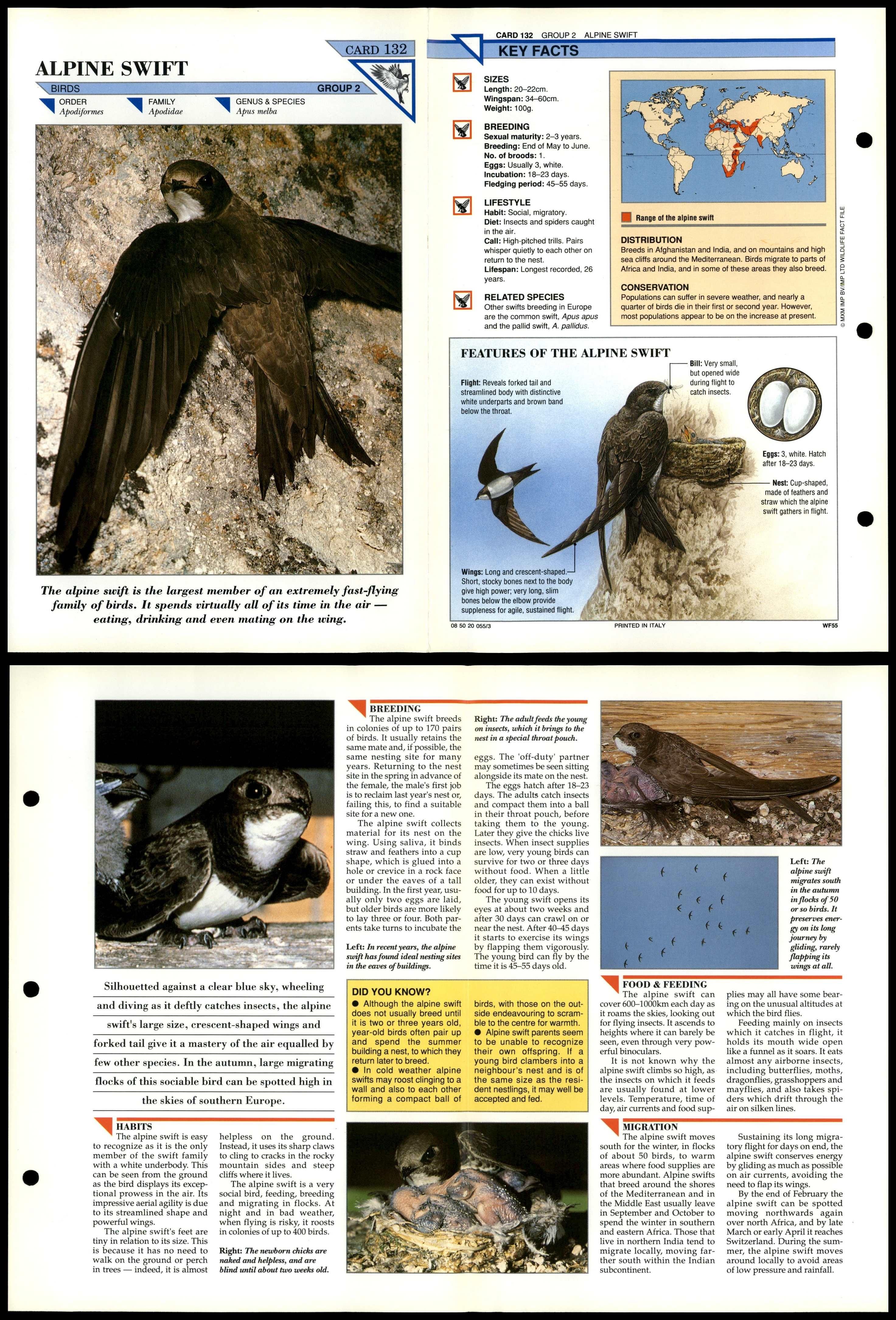 Alpine Swift #132 Birds Wildlife Fact File Fold-Out Card