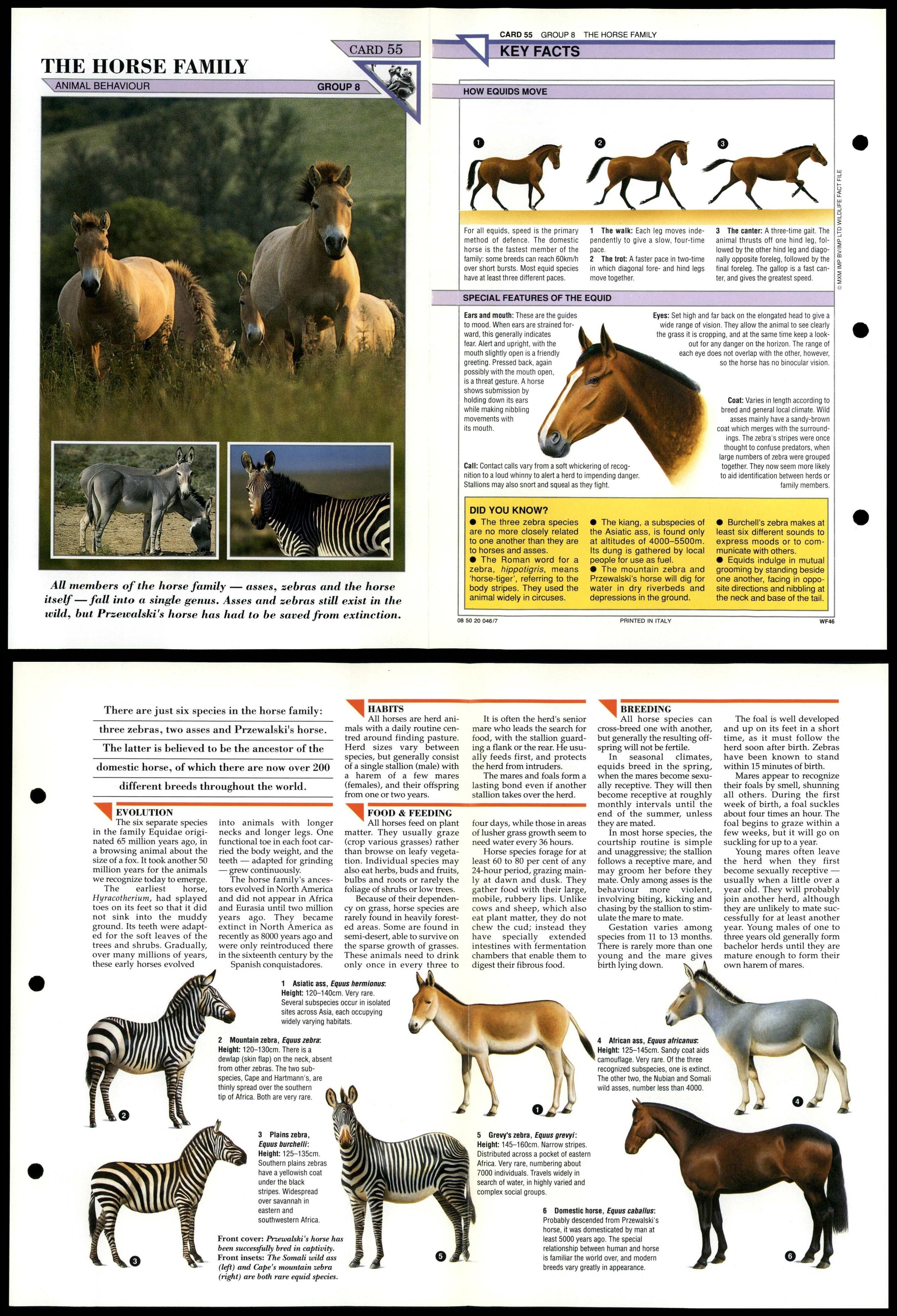 The Horse Family #55 Behaviour Wildlife Fact File Fold-Out Card