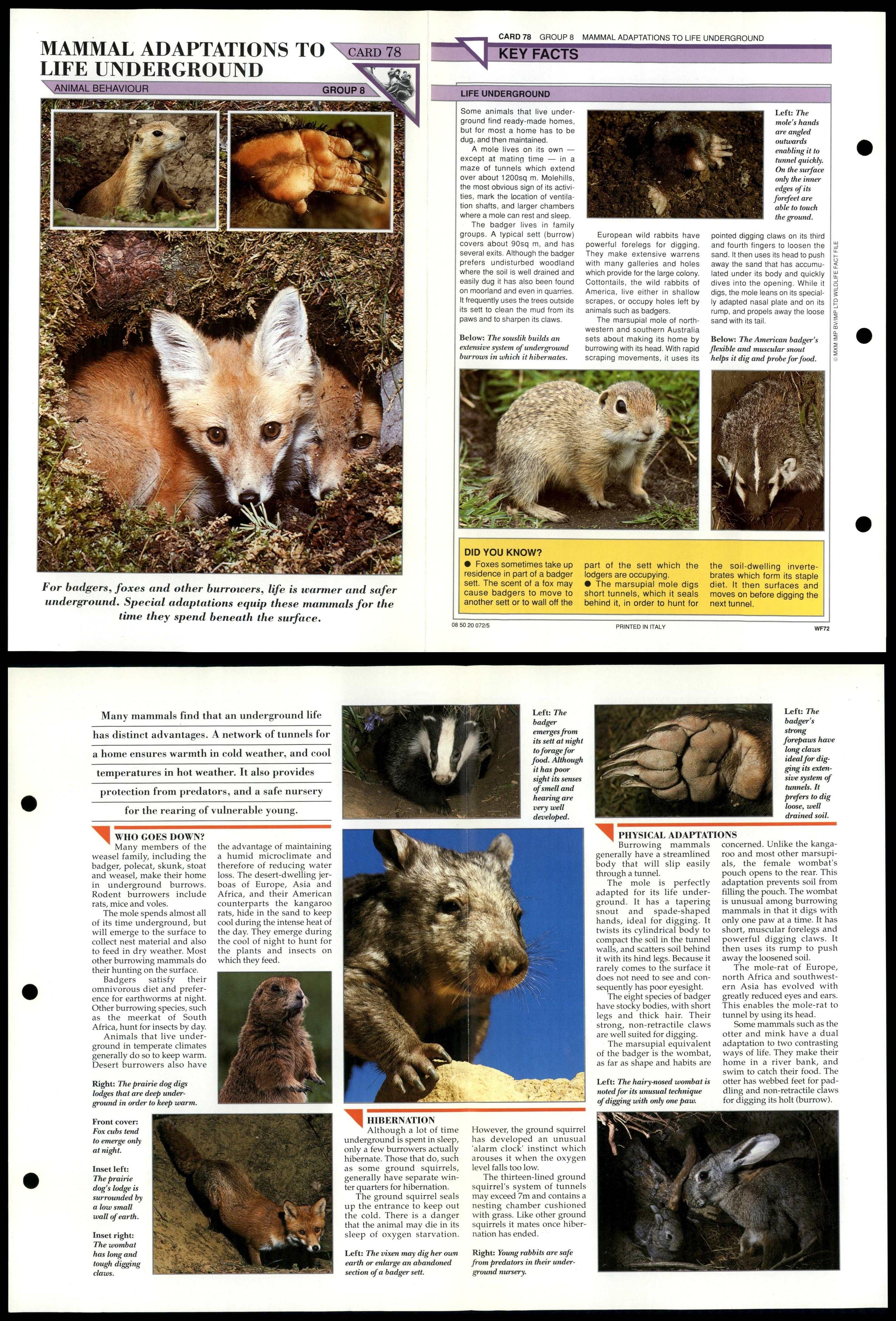 Mammal Adaptions Life Underground #78 Behaviour Wildlife Fact File Fold ...