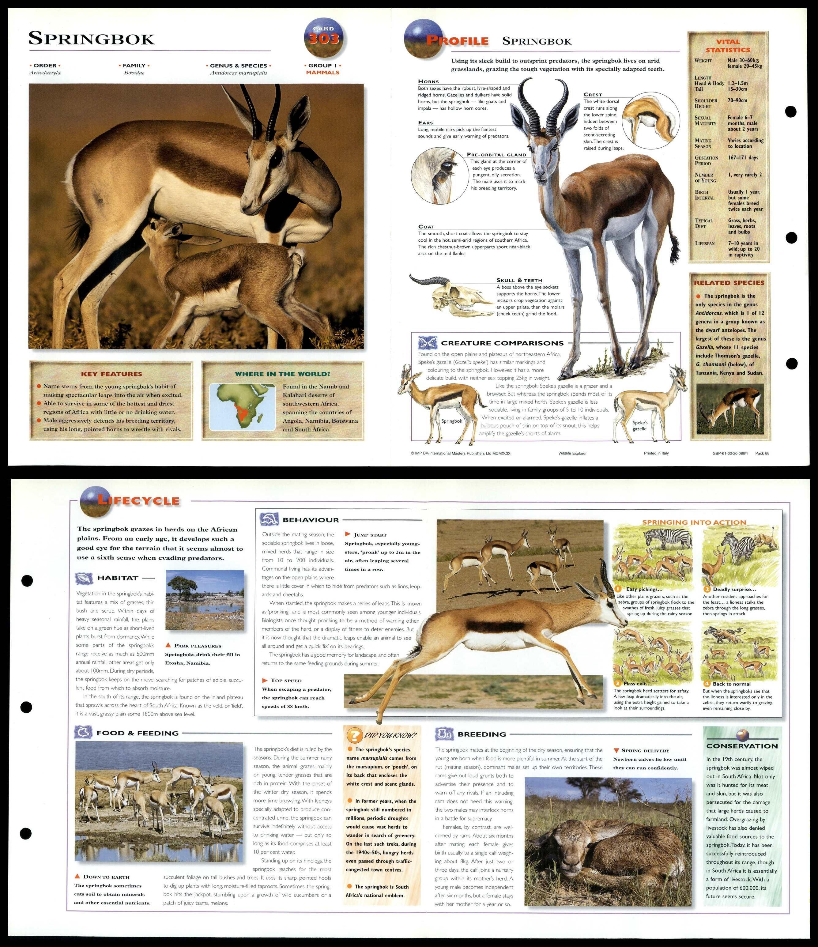 Springbok #303 Mammals - Wildlife Explorer Fold-Out Card