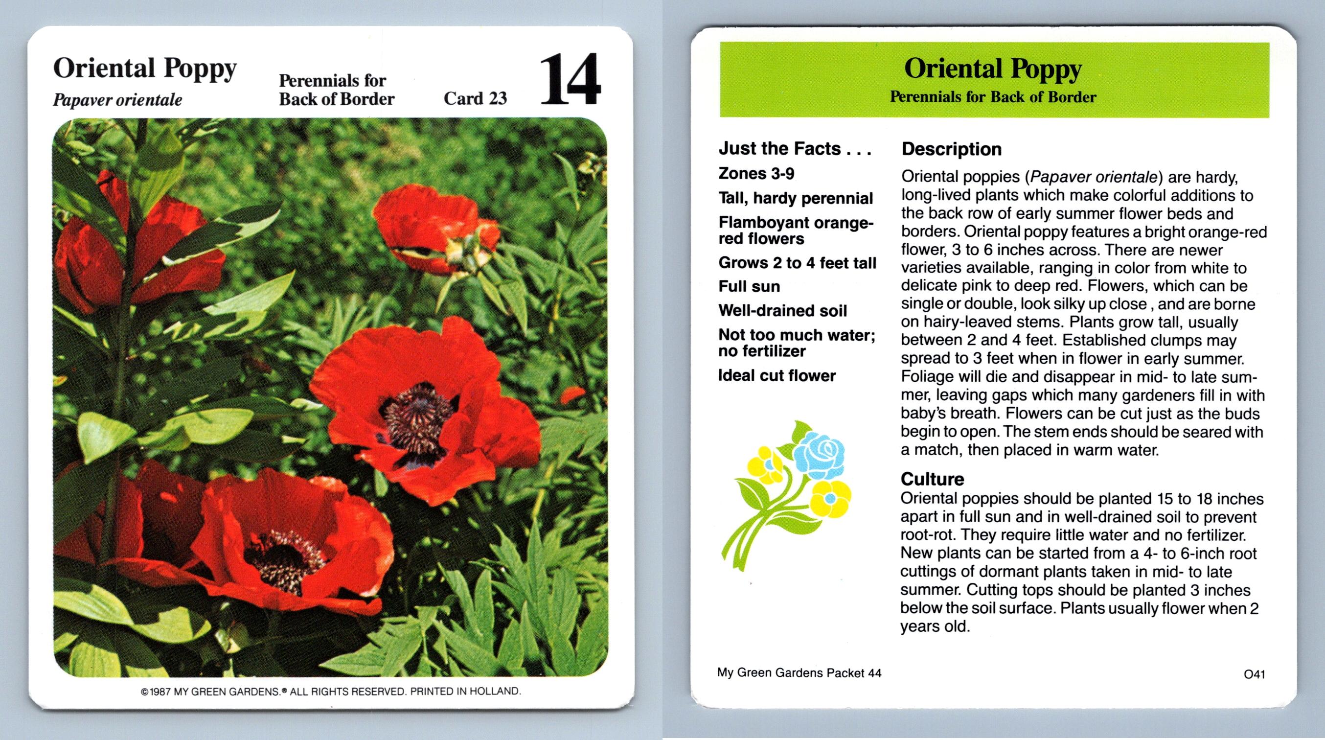 Oriental Poppy #23 Perennials - My Green Gardens 1987 Cardmark Card