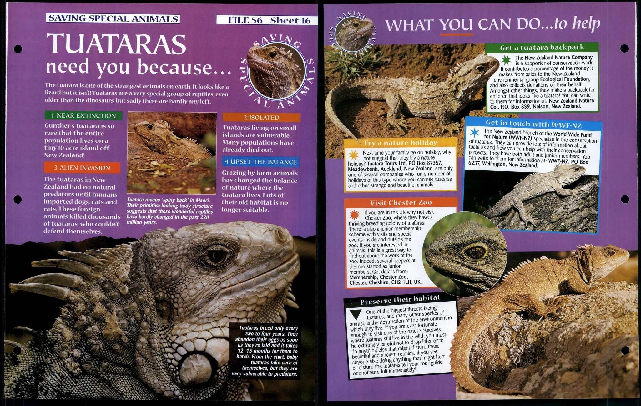 Tuataras #16 Saving Special Animals, Animals, Animals Fact File Page