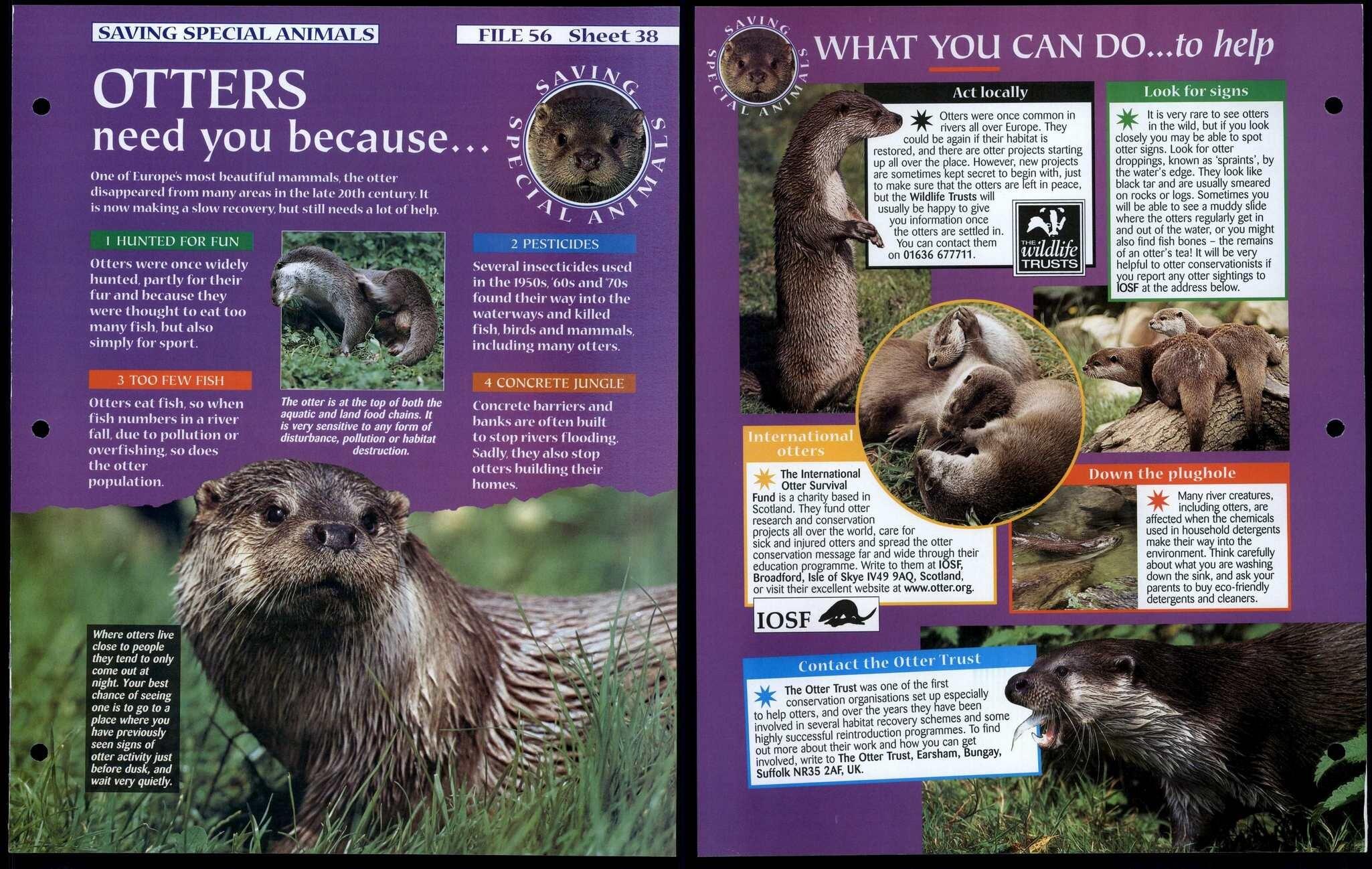 Otters #38 Saving Special Animals, Animals, Animals Fact File Page