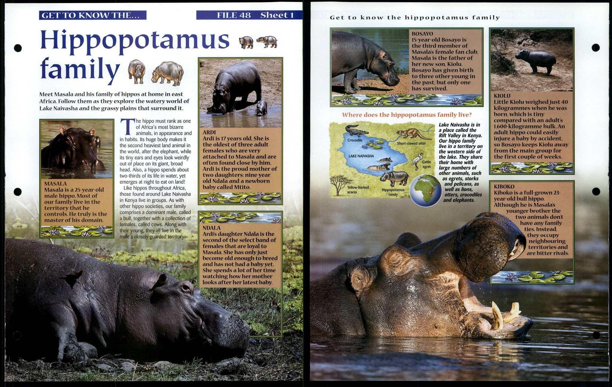 Hippopotamus Family #1 Get To Know Animals, Animals, Animals Fact File Page