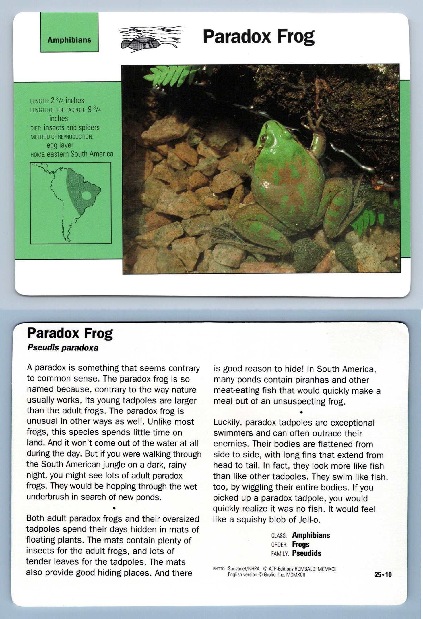 Paradox Frog #25.10 - Amphibians - Grolier Wildlife Adventure Card