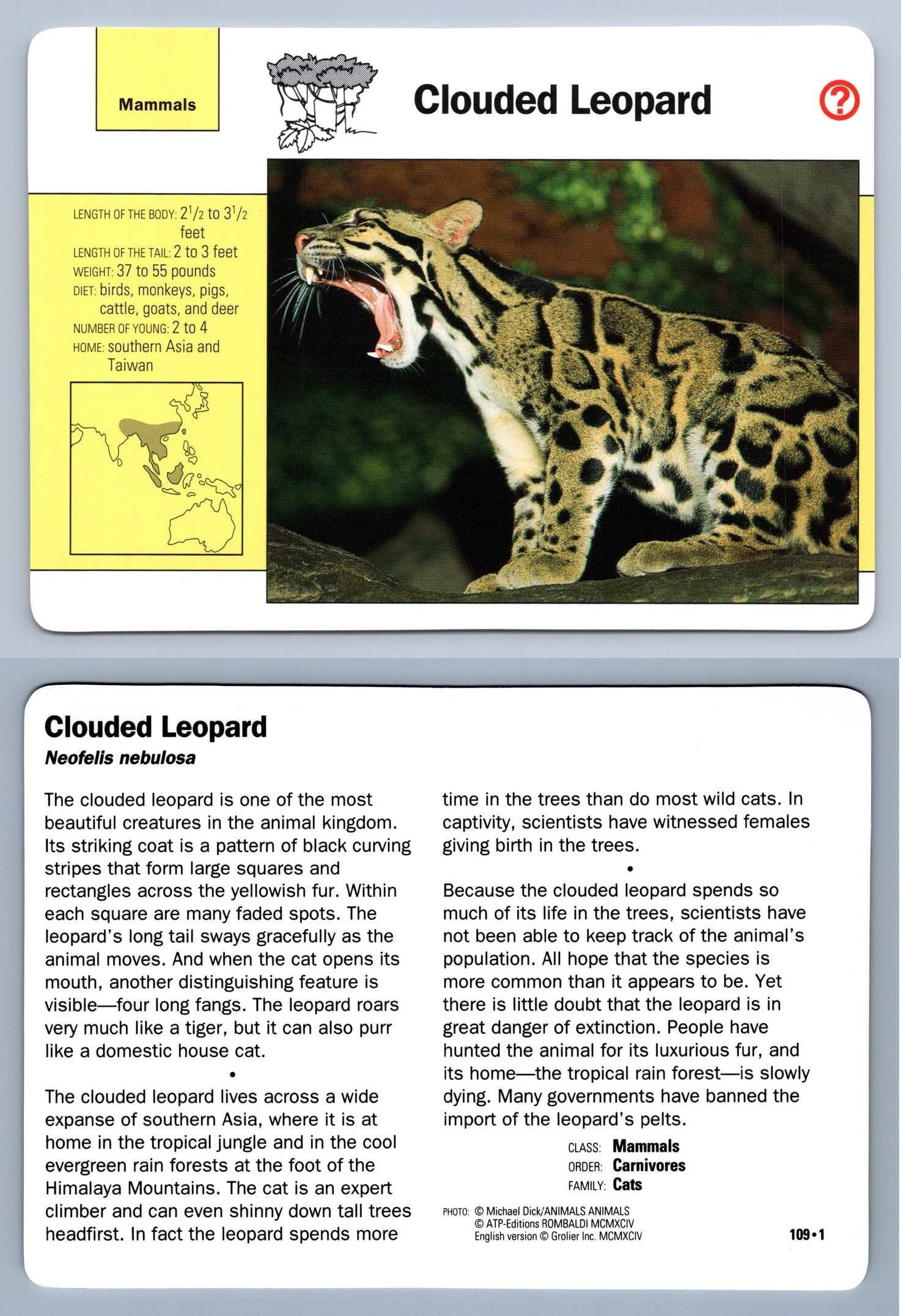 Clouded Leopard #109.1 Mammals - Grolier Wildlife Adventure Card