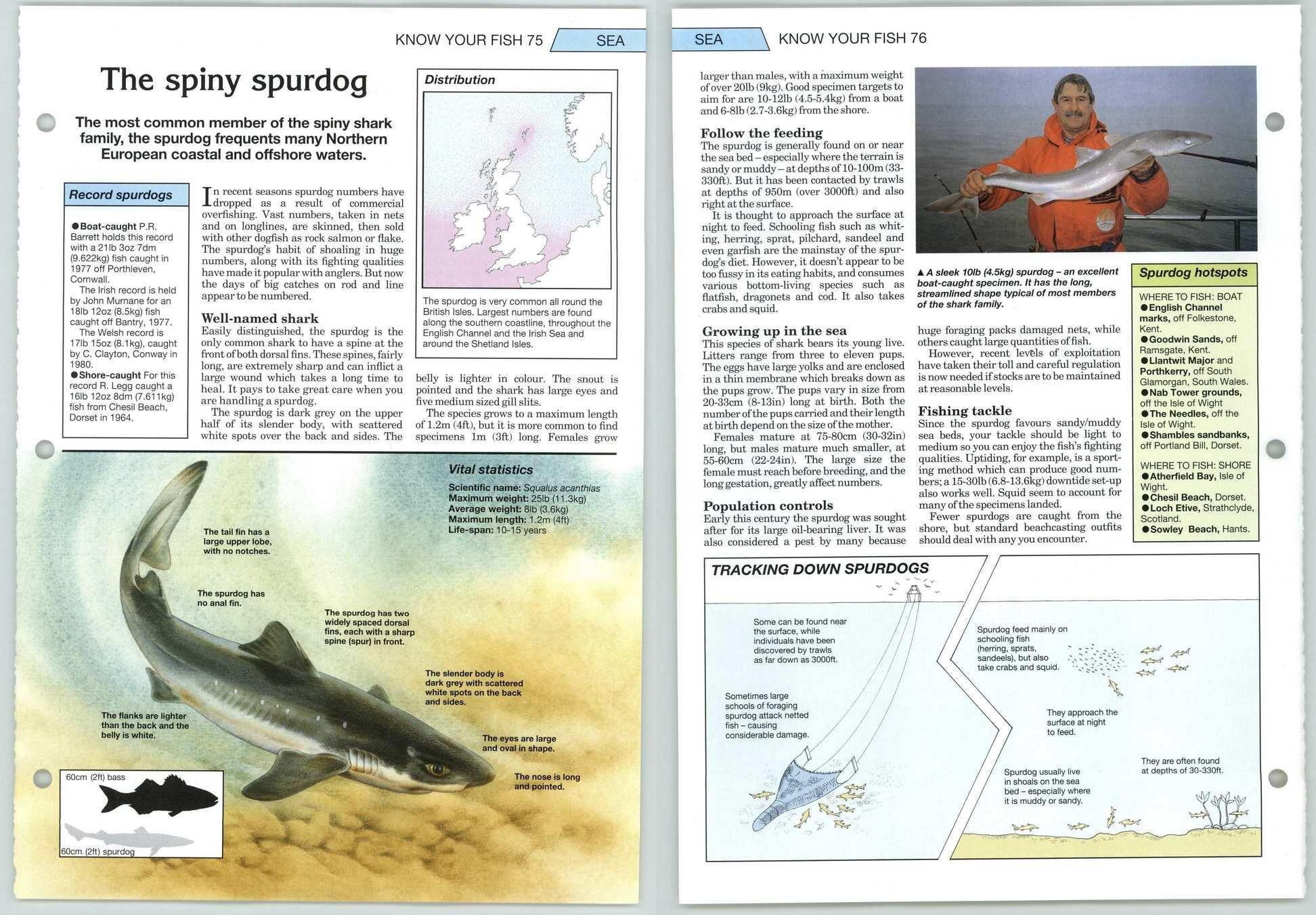 Spiny Spurdog - Sea Know Your Fish - The Art Of Fishing Page