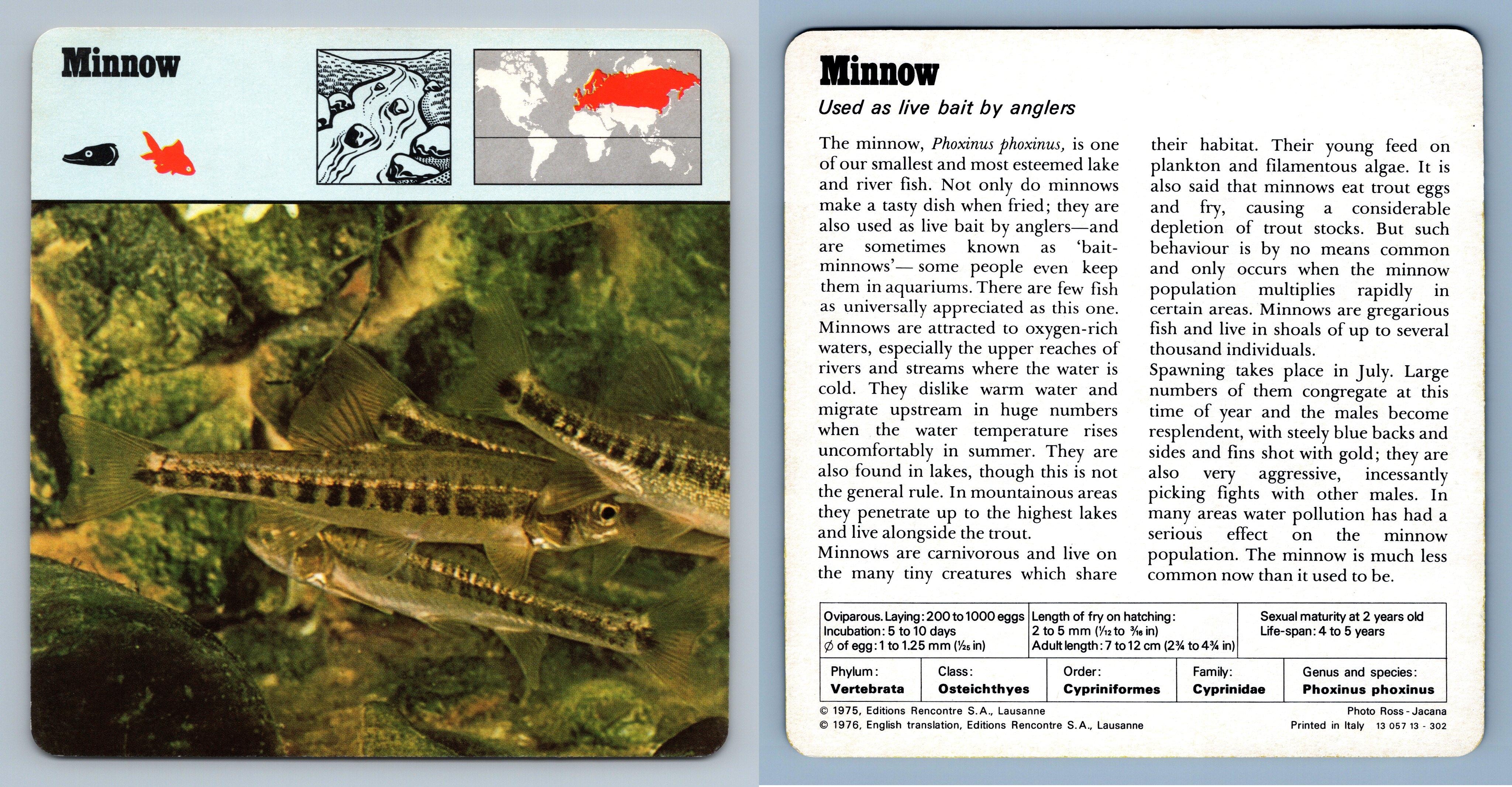 Minnow - Bony Fish / Osteichthyes - 1970's Rencontre Safari Wildlife Card