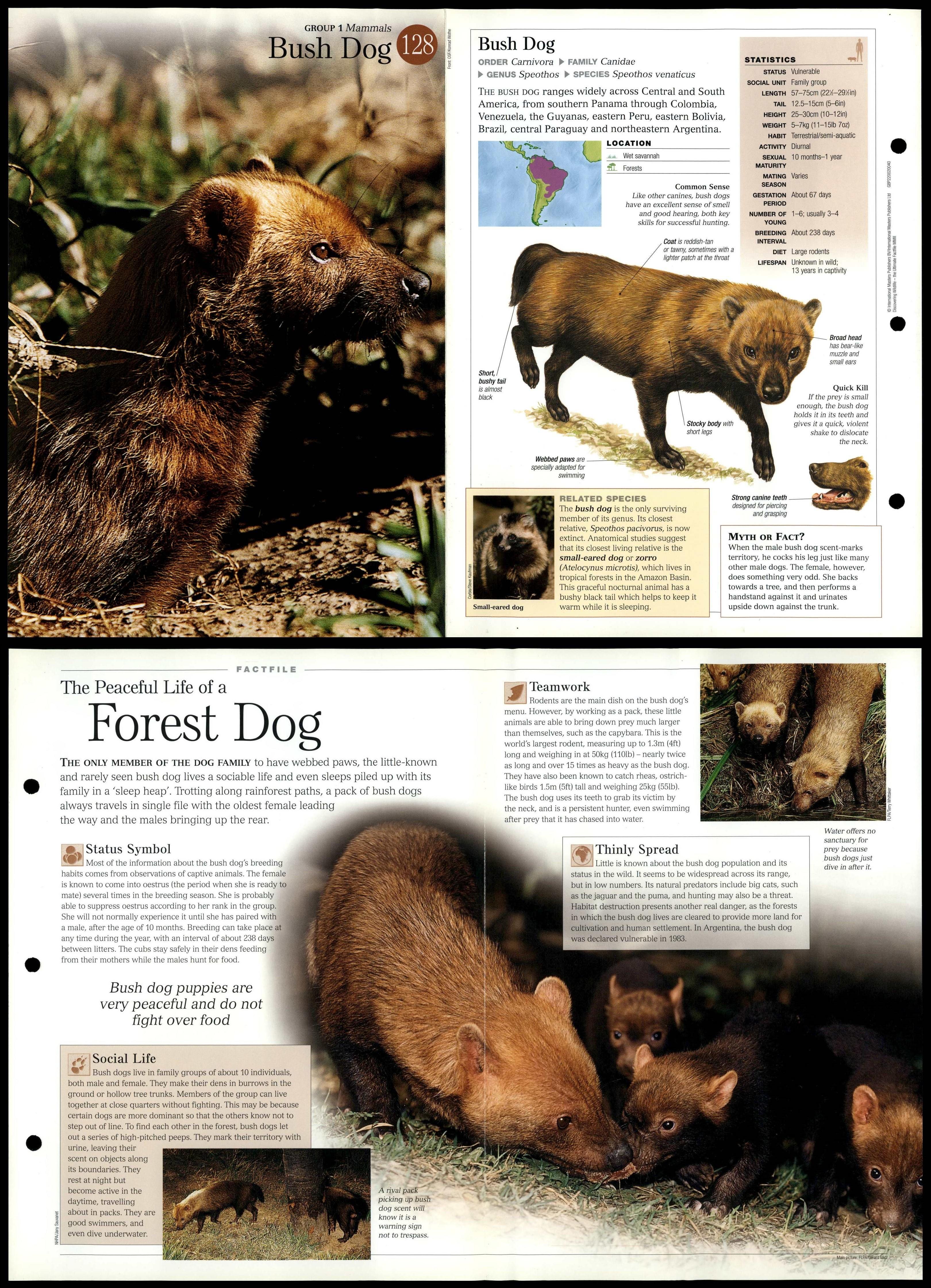 Bush Dog #128 Mammals - Discovering Wildlife Fact File Fold-Out Card
