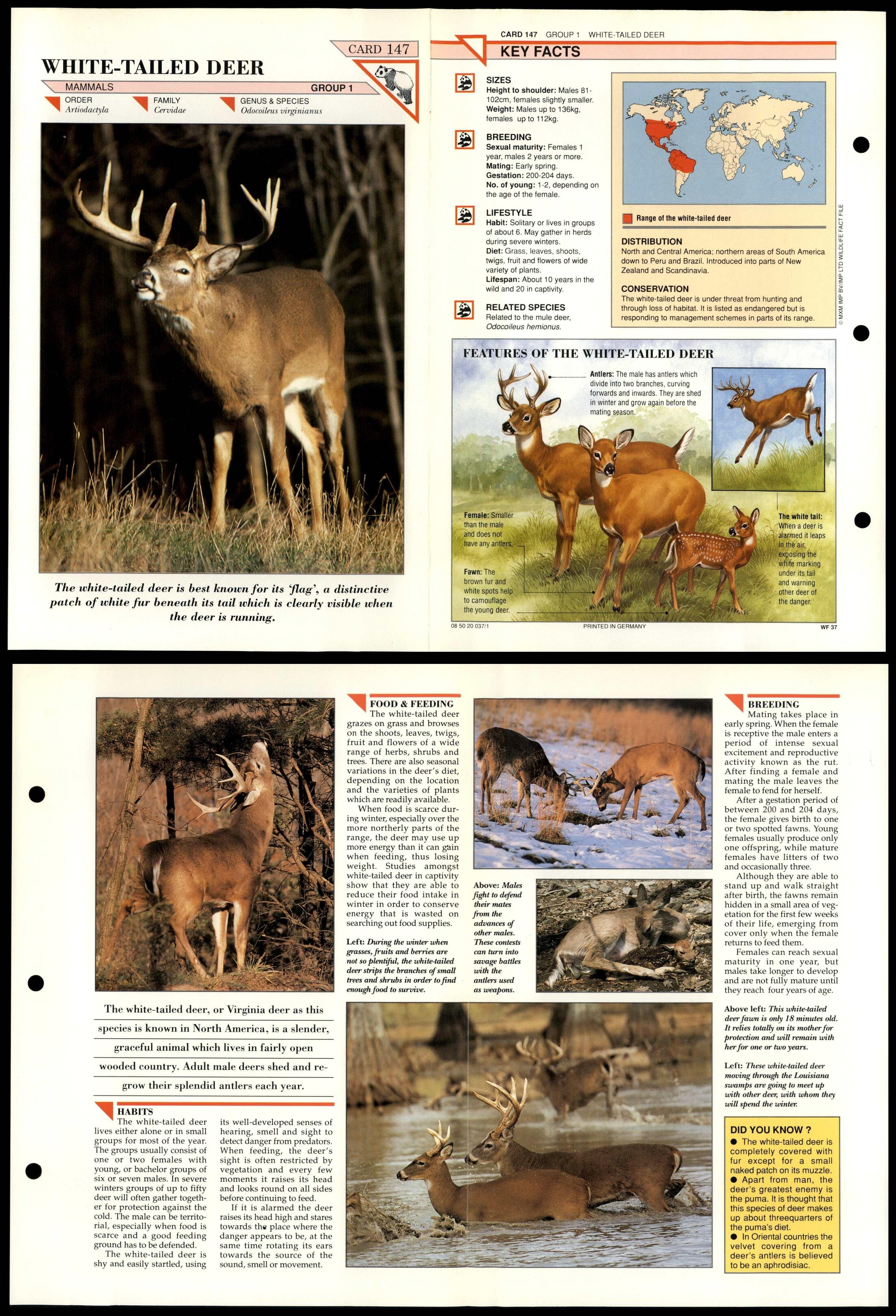 White-Tailed Deer #147 Mammals Wildlife Fact File Fold-Out Card