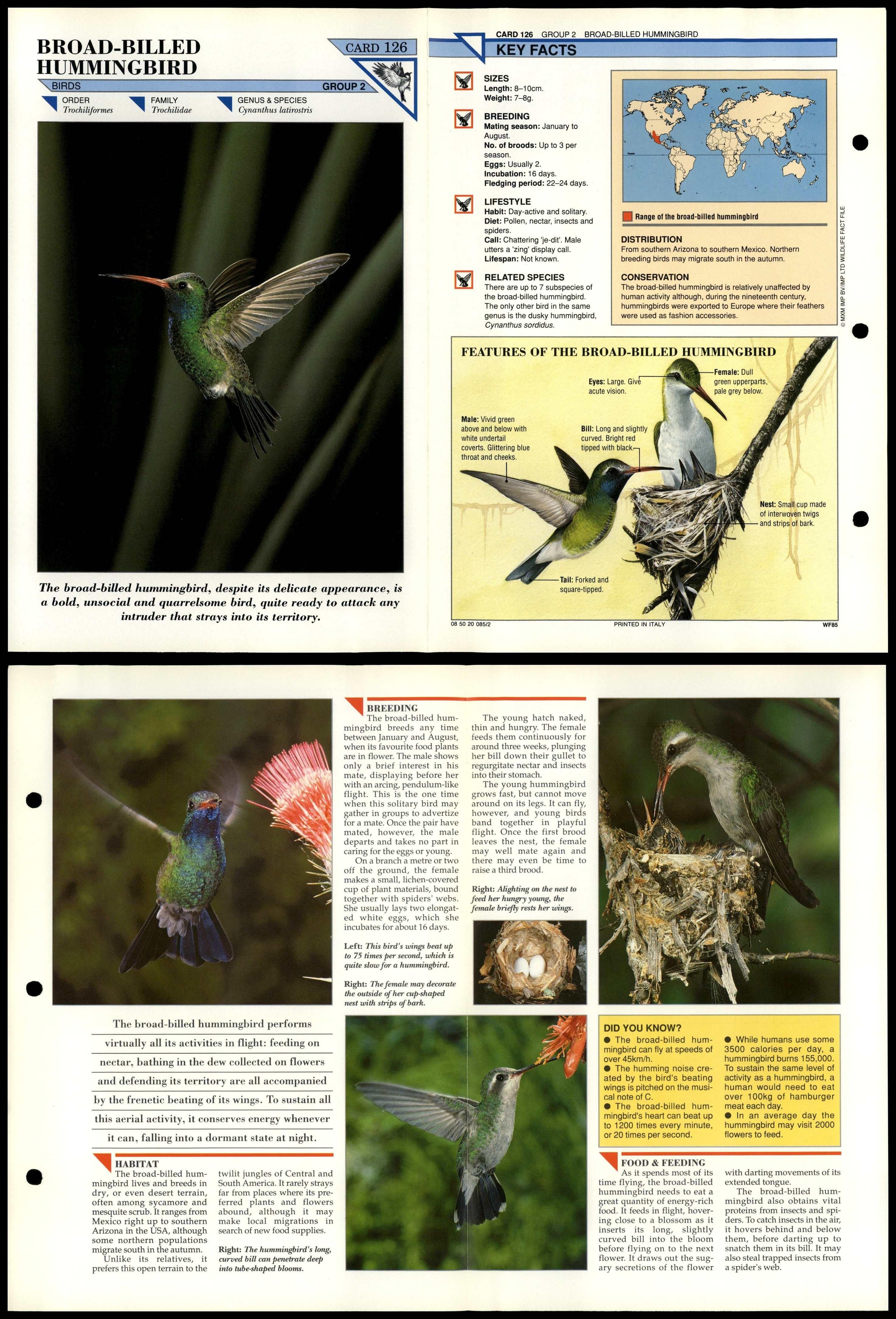 Broad-Billed Hummingbird #126 Birds Wildlife Fact File Fold-Out Card