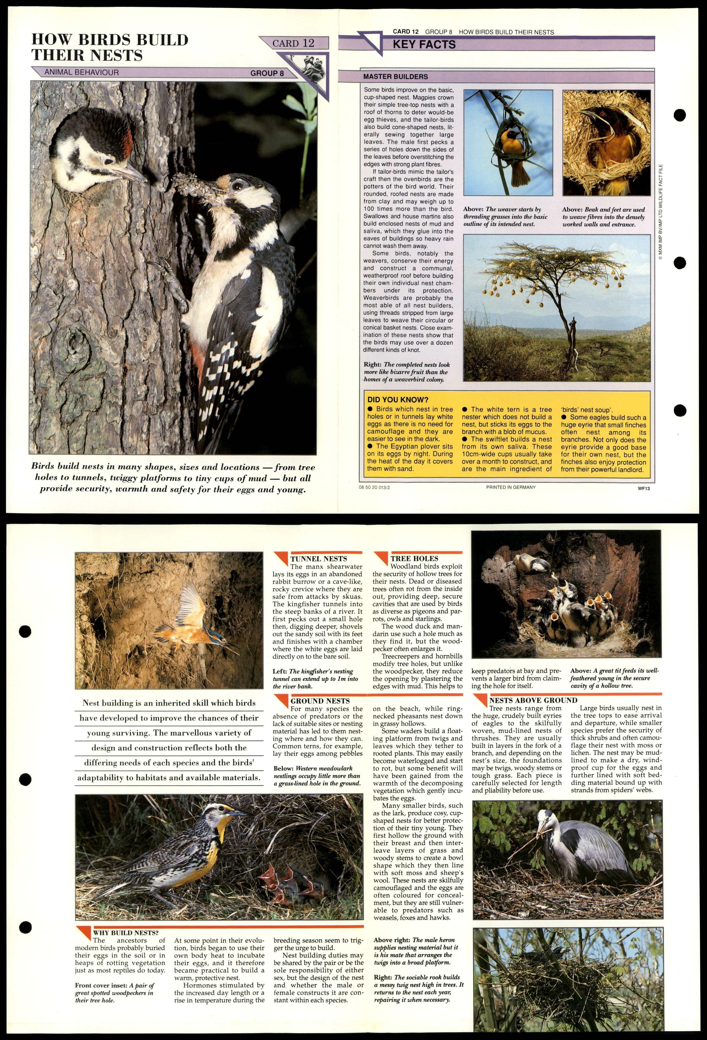 How Birds Build Their Nests #12 Behaviour Wildlife Fact File Fold-Out Card