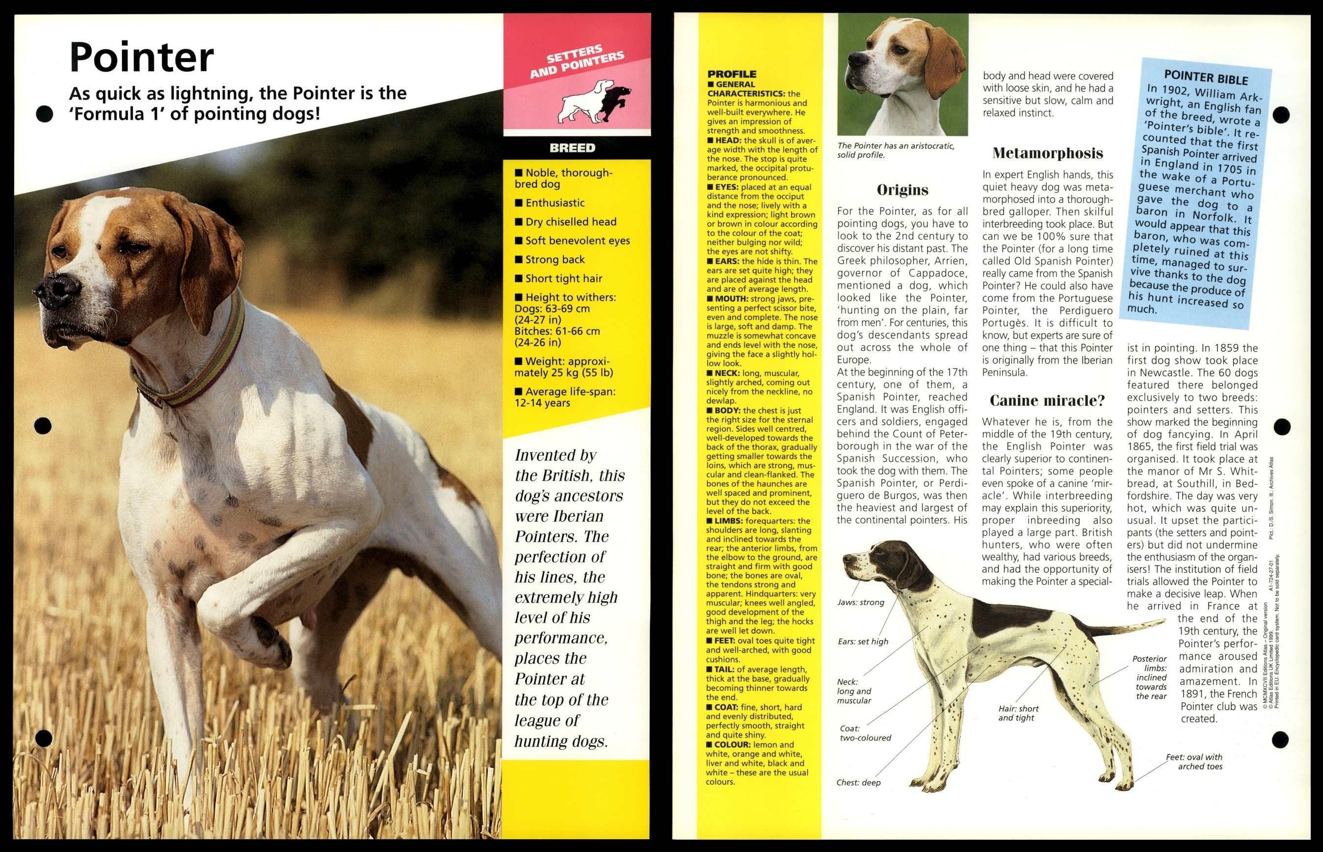 Pointer - Breed - Dogs Of The World Atlas Fact File Card