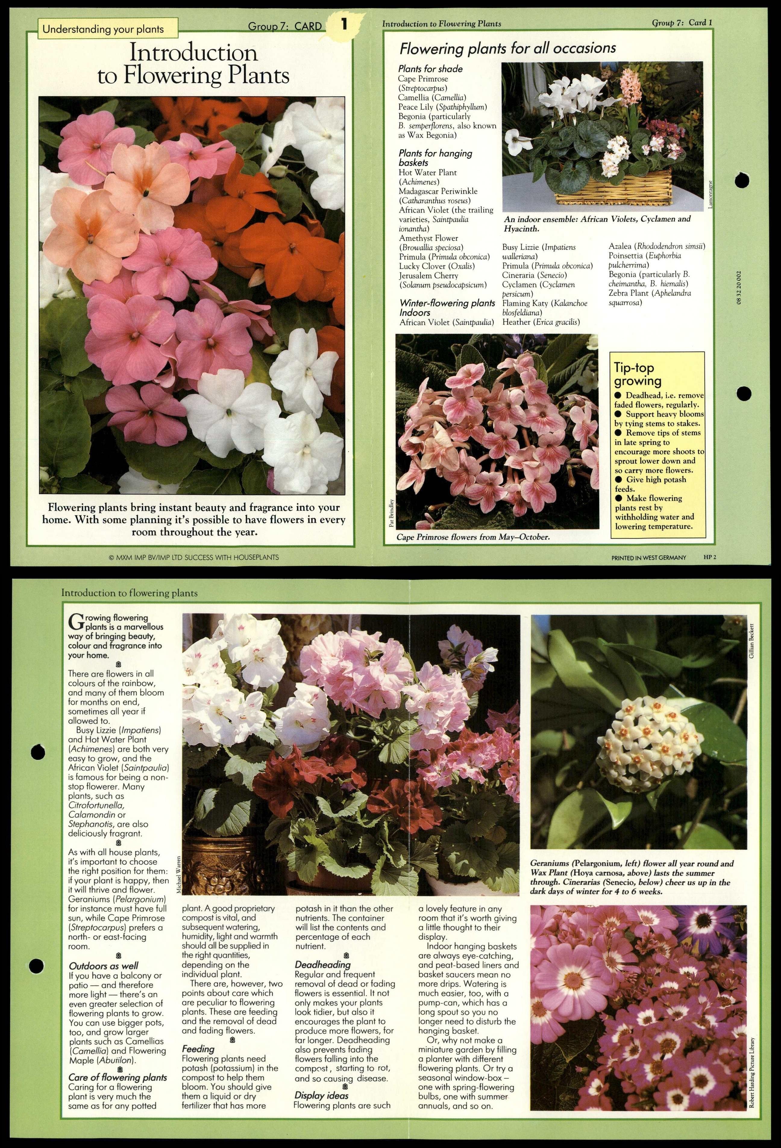 Flowering Plants #1 Understanding - Success With House Plants Fold-Out Card