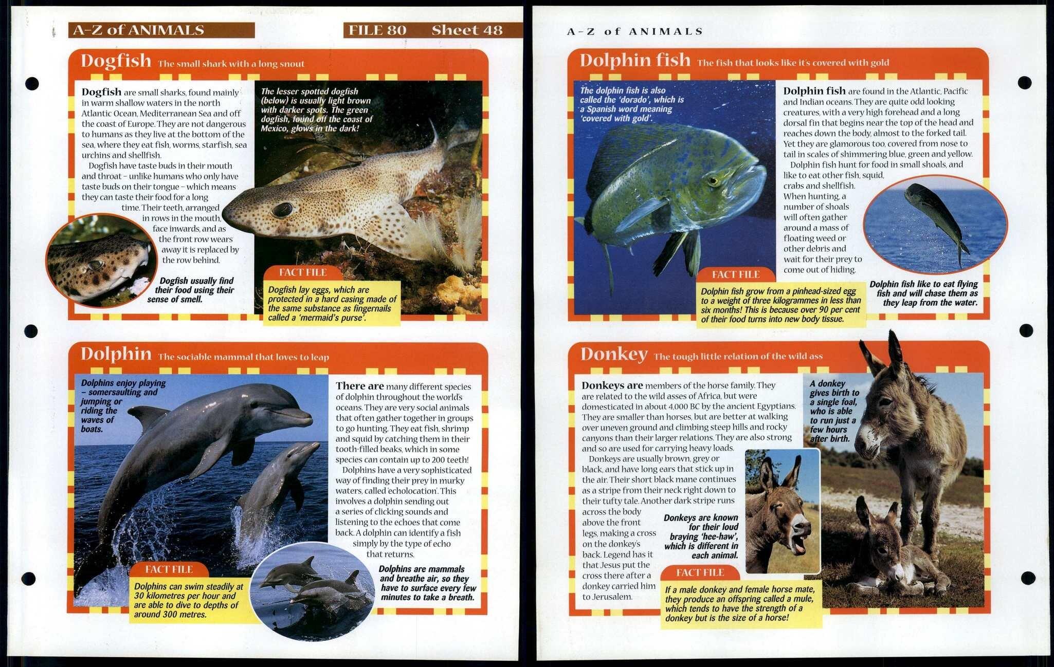 Dogfish - Donkey #48 A-Z Animals, Animals, Animals Fact File Page