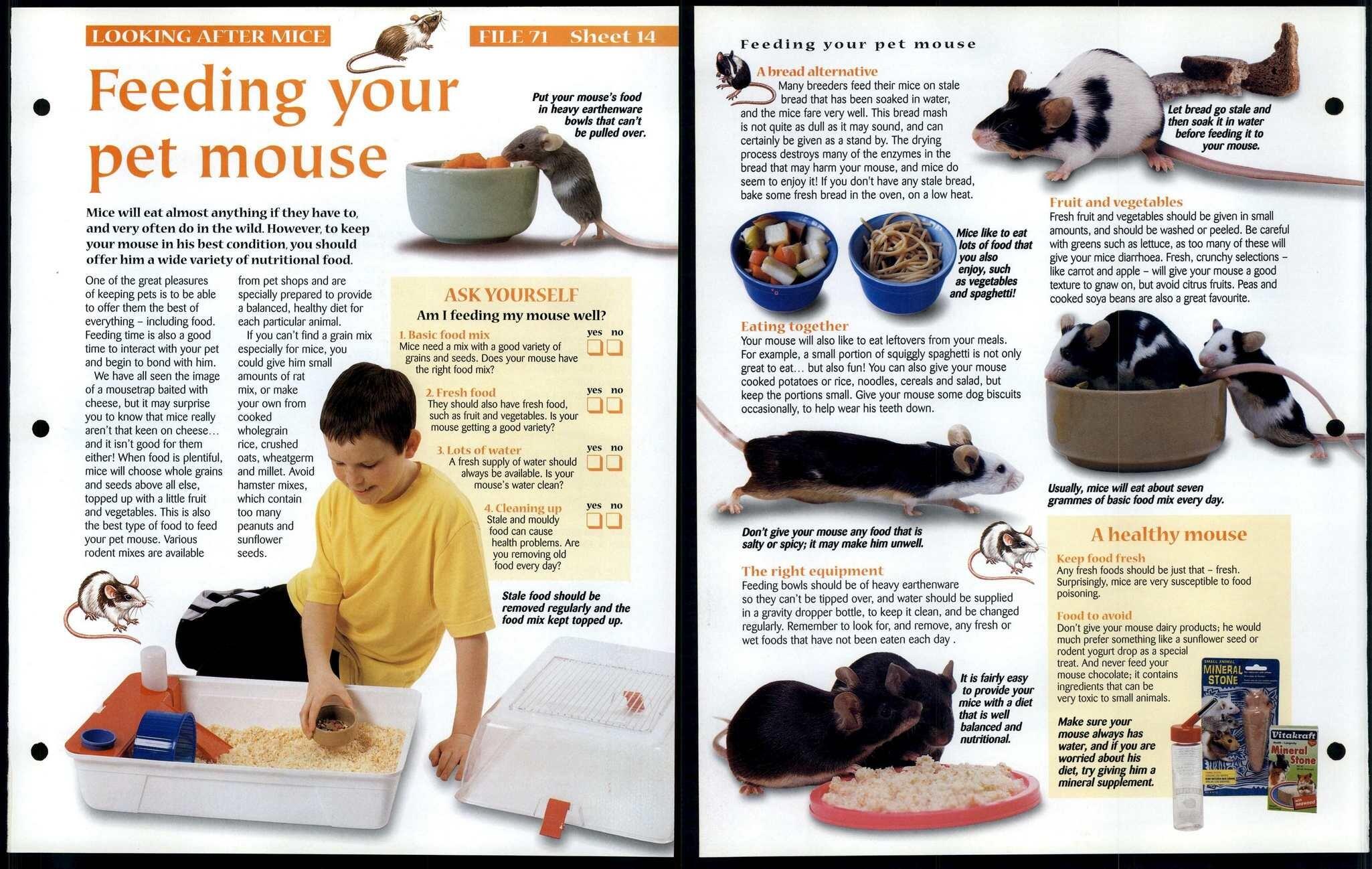 Feeding Your Mouse #14 Looking After Animals, Animals, Animals Fact ...