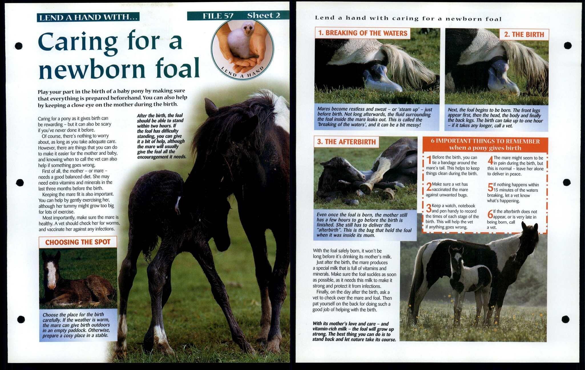 Caring For Newborn Foal #2 Lend A Hand Animals, Animals, Animals Fact ...